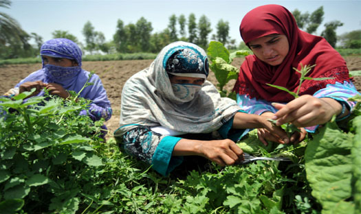 DEVELOPING RURAL AREAS | The Road to a Developed Pakistan – Jahangir's ...